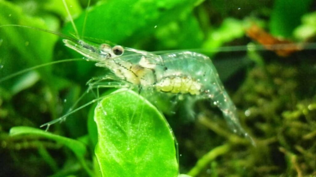 Ghost/Glass/Grass Shrimp – Palaemon paludosus – Aquatic Gallery